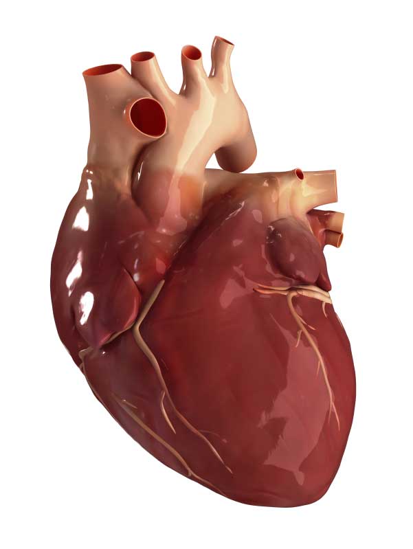 Cardiac Catheterization, Heart Cath, Angiography, Stents, Attack