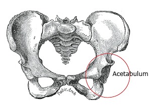 Hip Anatomy, Pictures, Function, Problems & Treatment
