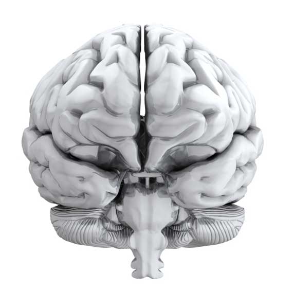 Brain Anterior View