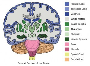 Brain Anatomy | White Matter, Cerebellum, Cerebral Cortex, Medulla
