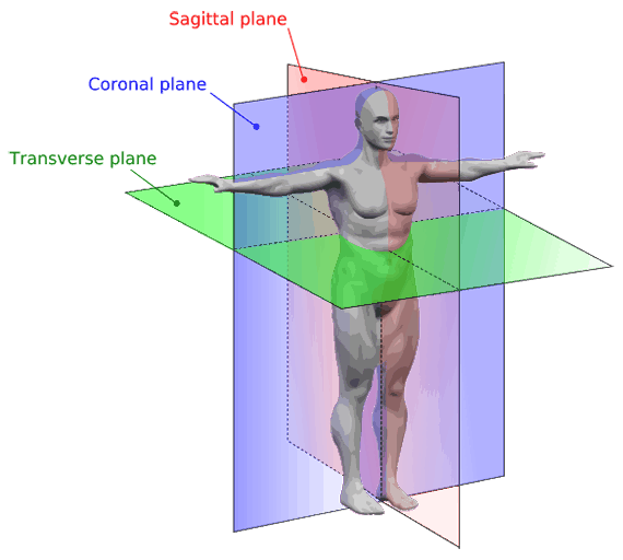 Anatomical Terms Meaning Anatomy Regions Planes Areas Directions
