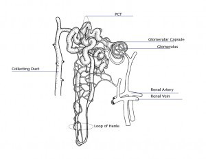 Kidney Anatomy, Parts & Function, Renal Cortex, Capsule, Nephron, Calyx ...