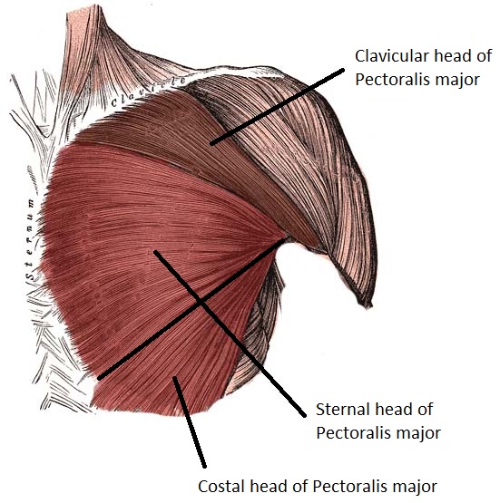 How To Build Chest Muscle At Home (With or Without Equipment)