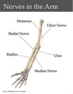 Anatomy [Elbow] - Shoulder, Elbow, Wrist, Hand Surgery