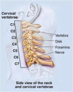 Neck Anatomy Pictures Bones, Muscles, Nerves
